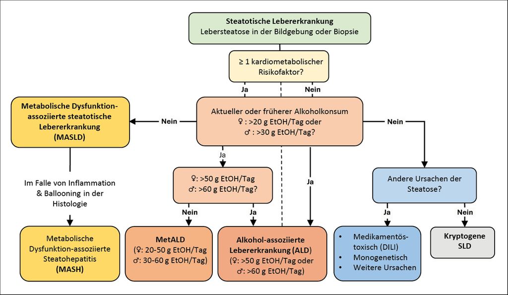 Die erste internationale multidisziplinäre MASLD-Leitlinie 2024 ...